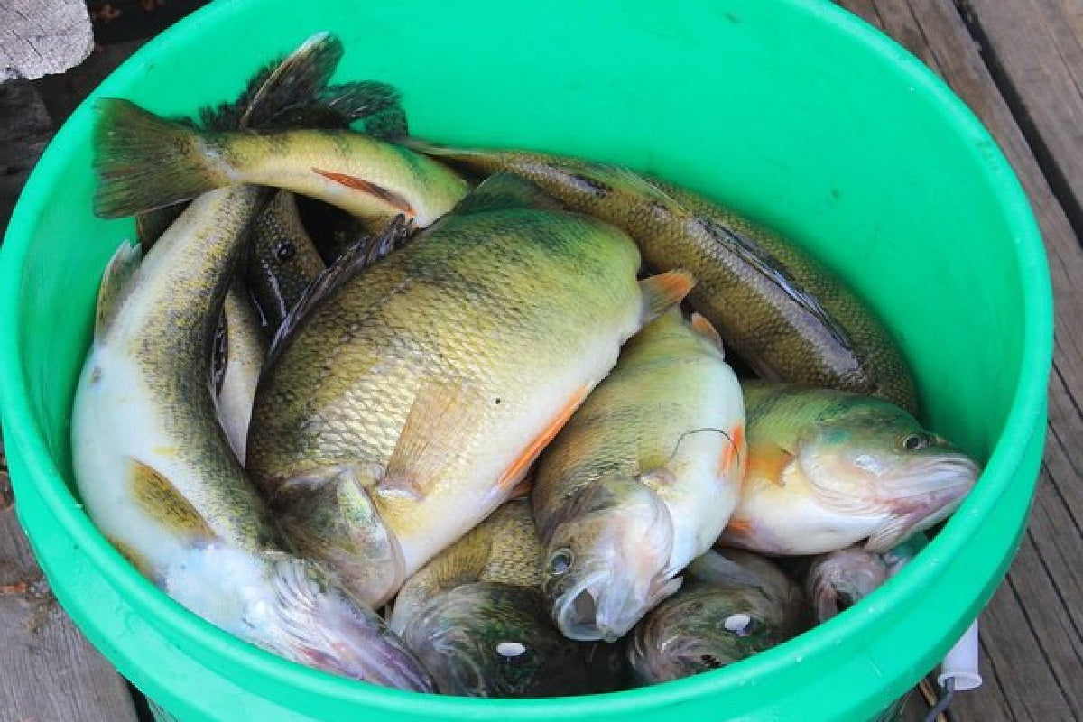 How to catch more fish - WalleyeX®